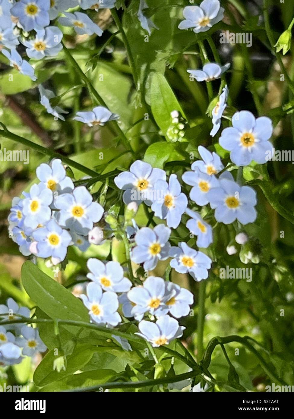 Aquatic Forget me nots flowers in a pond Stock Photo - Alamy