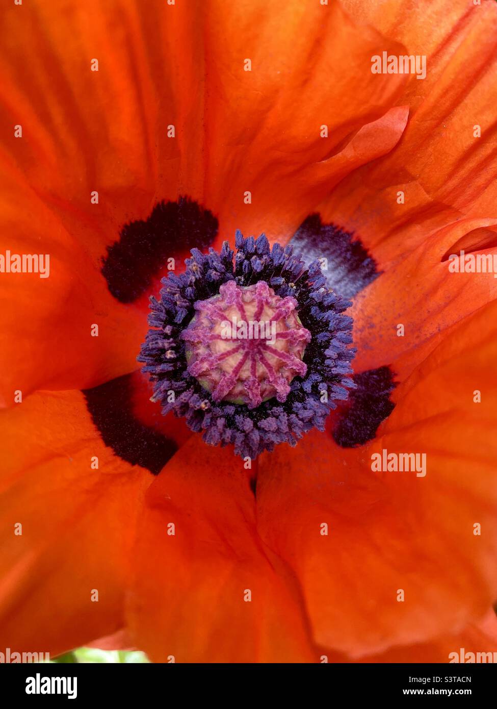 Red poppy interior hi-res stock photography and images - Alamy