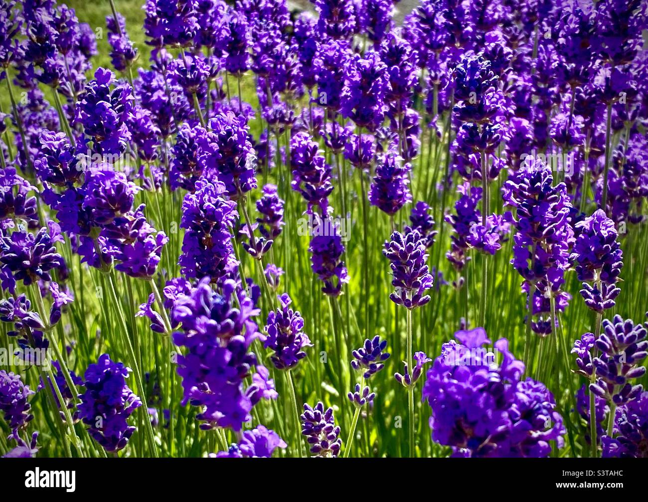 Lavender in june hi-res stock photography and images - Alamy