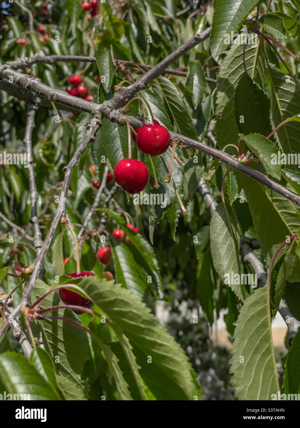 See cheery hi-res stock photography and images - Alamy