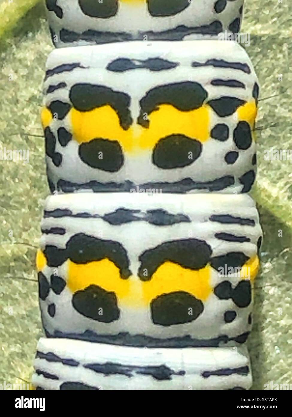 Mullein moth larvae segments (Cucullia verbasci Stock Photo - Alamy