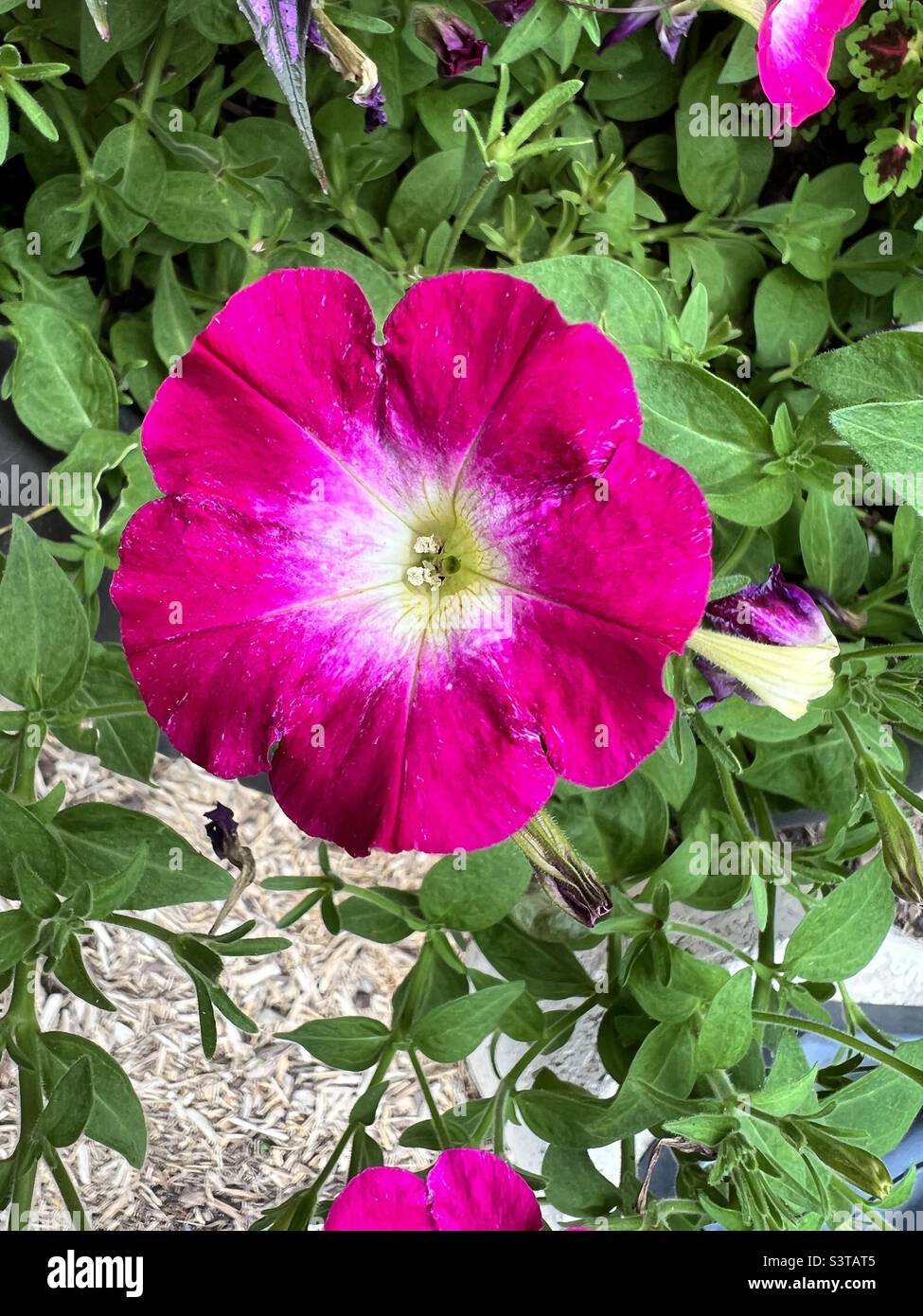 Pink flower in a plant Stock Photo - Alamy