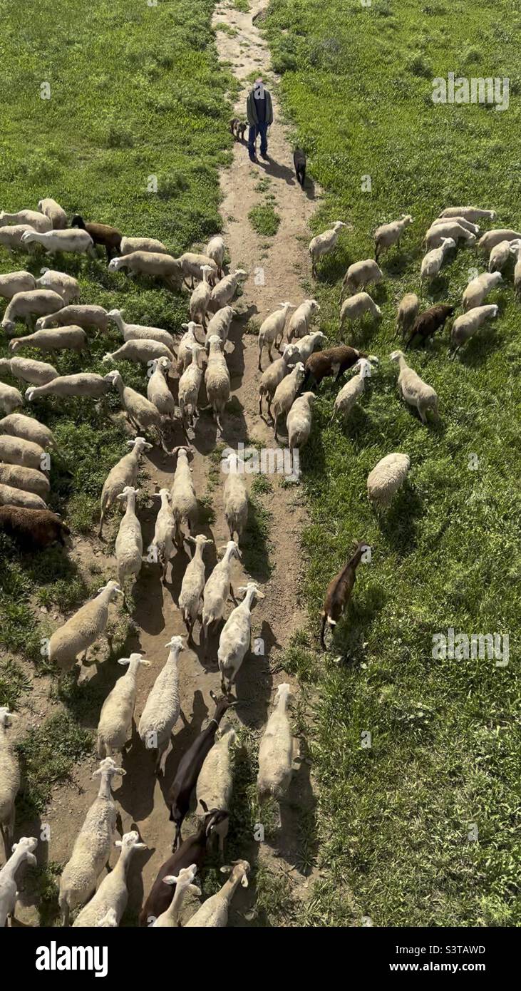 Shepherd and his flock Stock Photo - Alamy