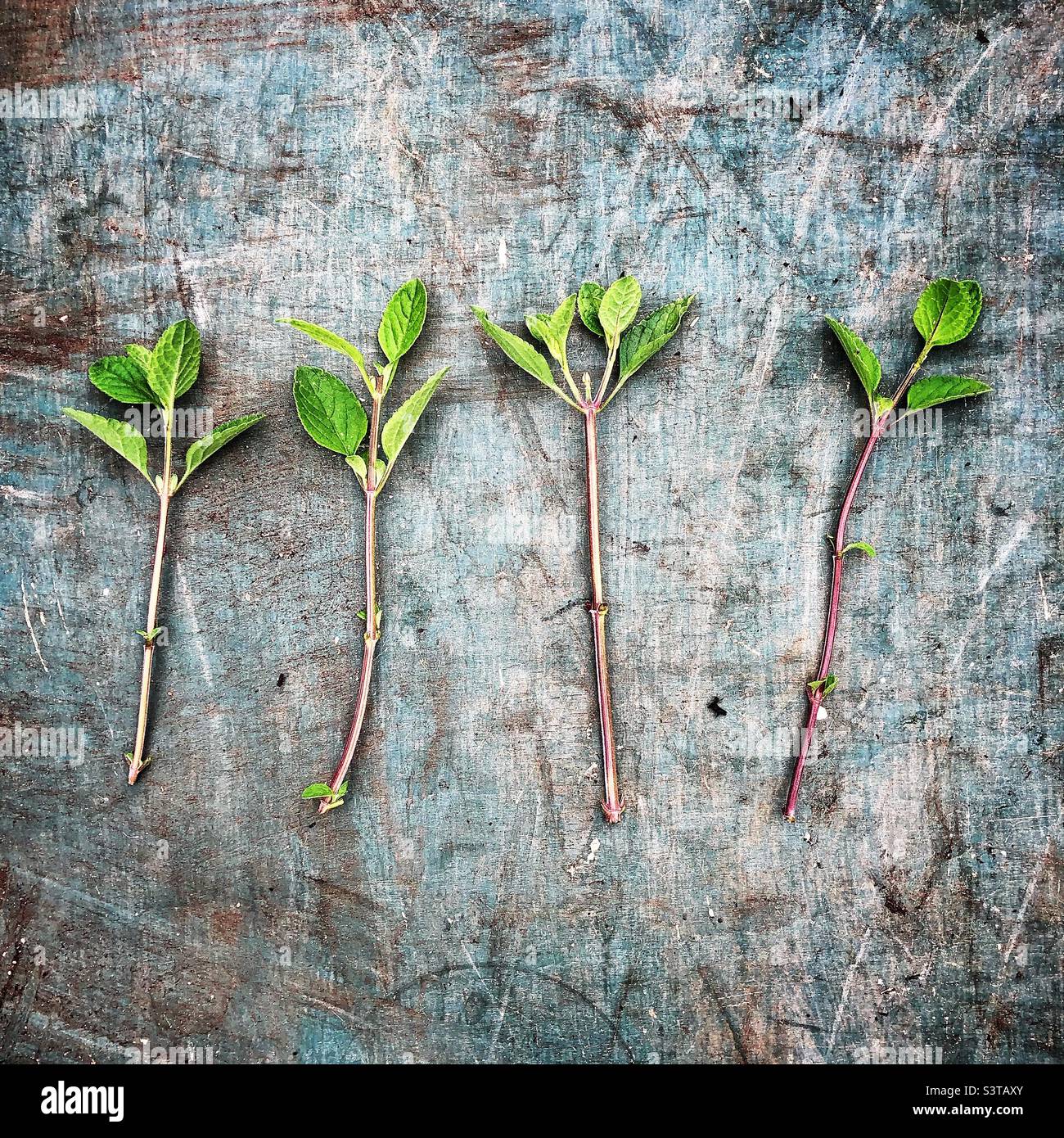 Herbs cuttings hi-res stock photography and images - Alamy