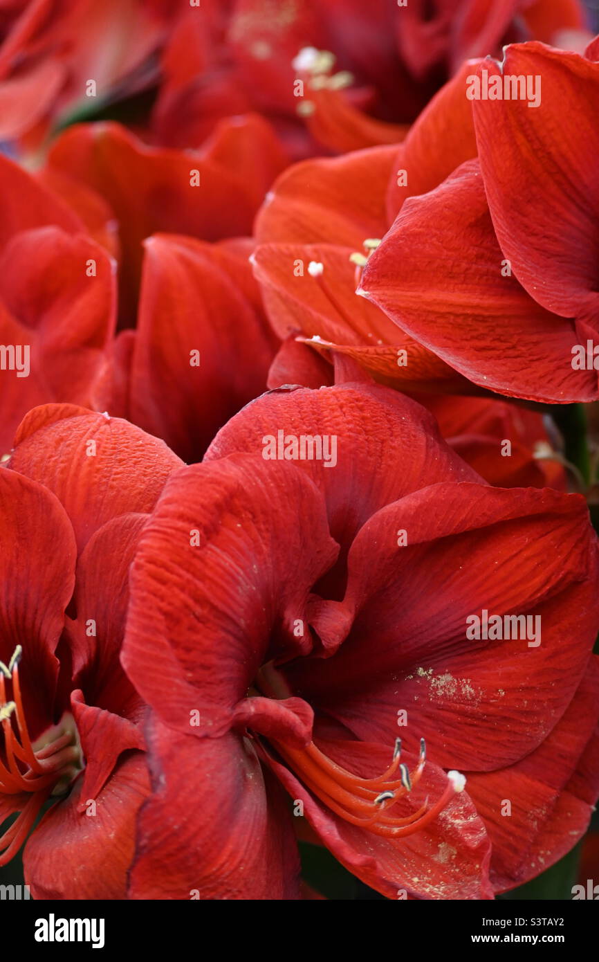 ‘Ferrari’ flower at Chelsea flower show 2022 Stock Photo - Alamy