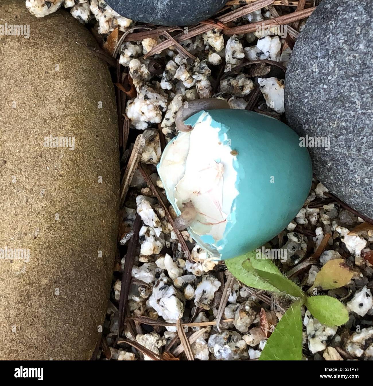 Robins egg hi-res stock photography and images - Alamy