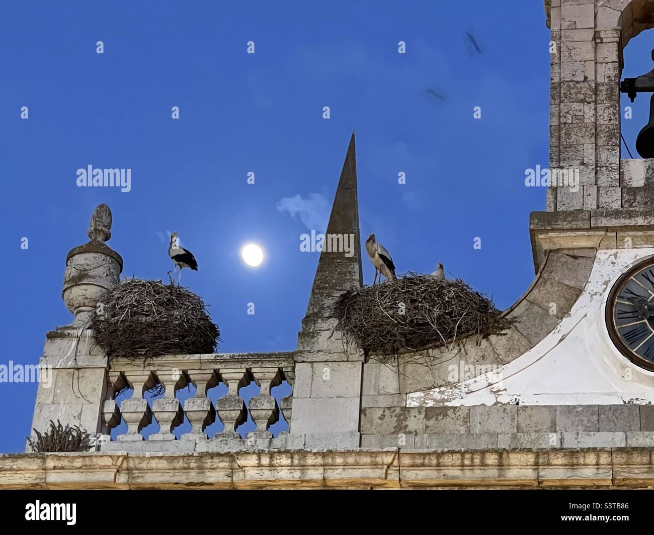 Storks in faro hi-res stock photography and images - Alamy