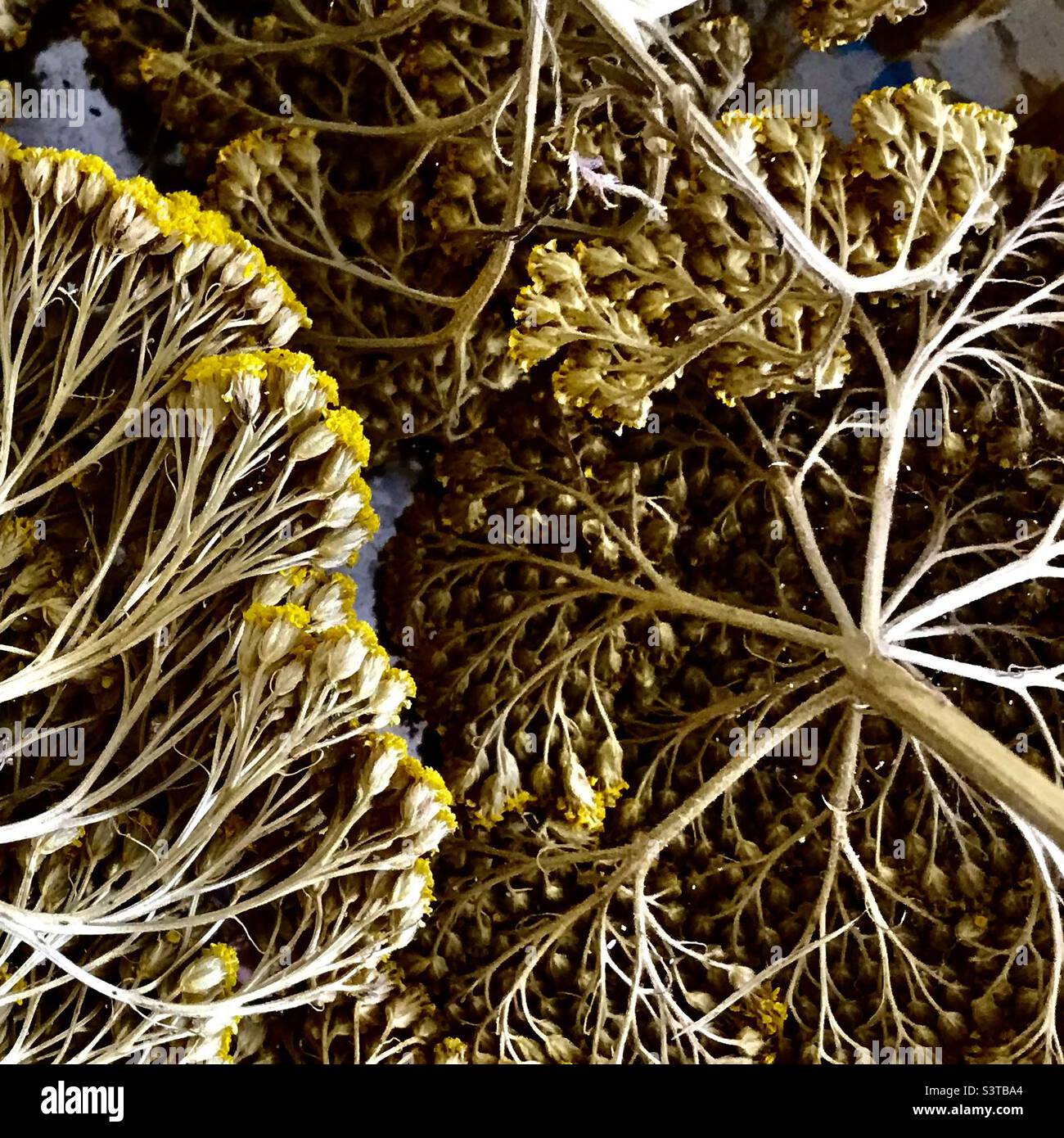 Brittle stems hi-res stock photography and images - Alamy