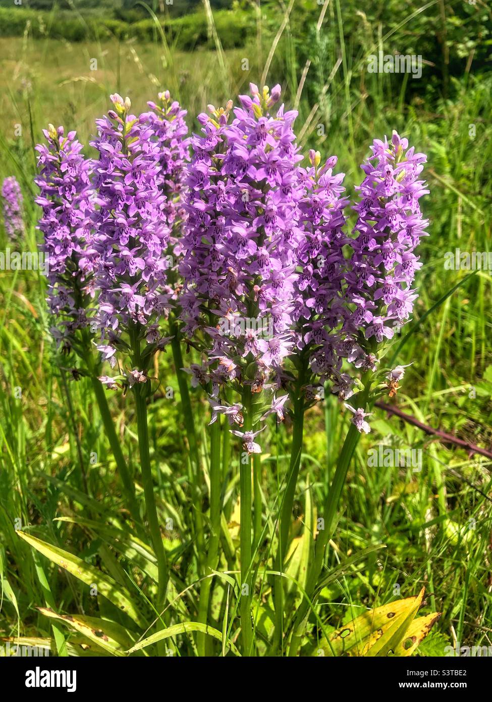 Common Spotted Orchids (Dactylorhiza fuchsii) Location: Lakeside ...