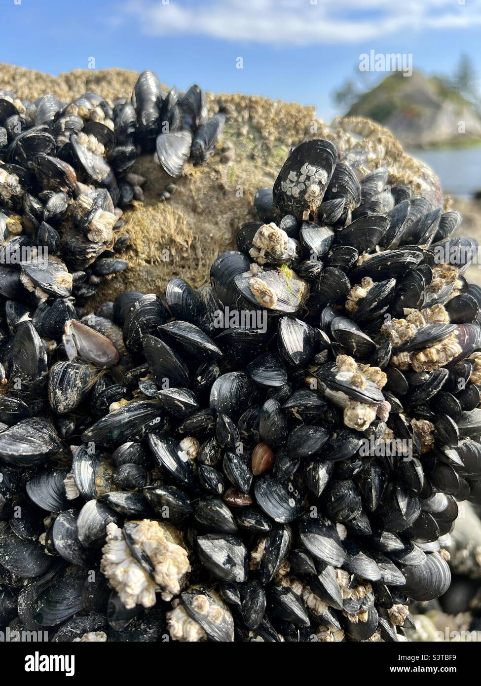 Ocean clams hi-res stock photography and images - Alamy