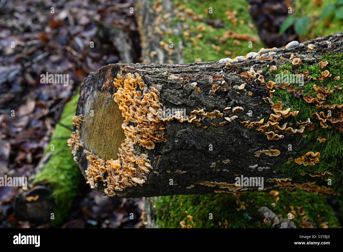 Tree log image hi-res stock photography and images - Alamy