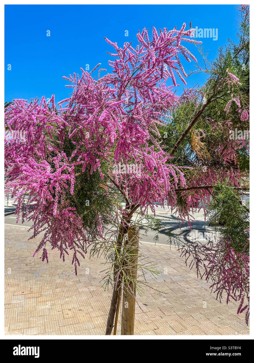 Purple flowered tree, Mallorca Stock Photo - Alamy
