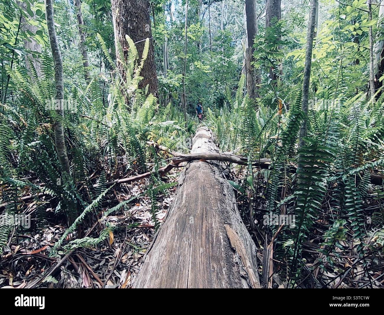 Fallen tree bridge hi-res stock photography and images - Alamy