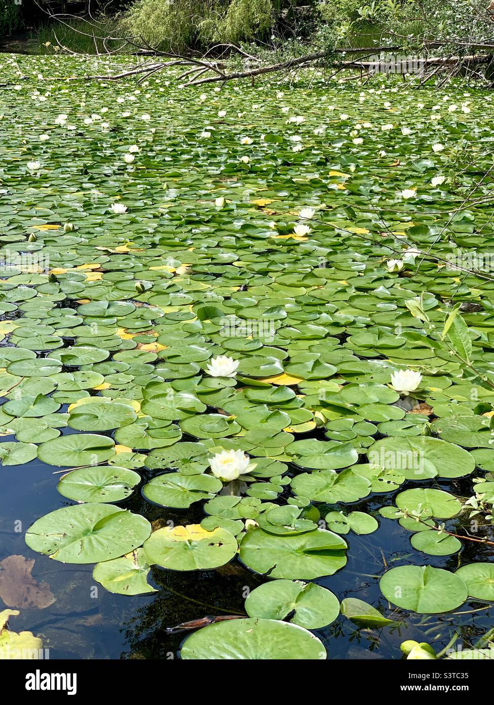 Lillie pad hi-res stock photography and images - Alamy