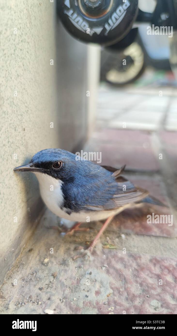 Siberian blue robin hi-res stock photography and images - Alamy