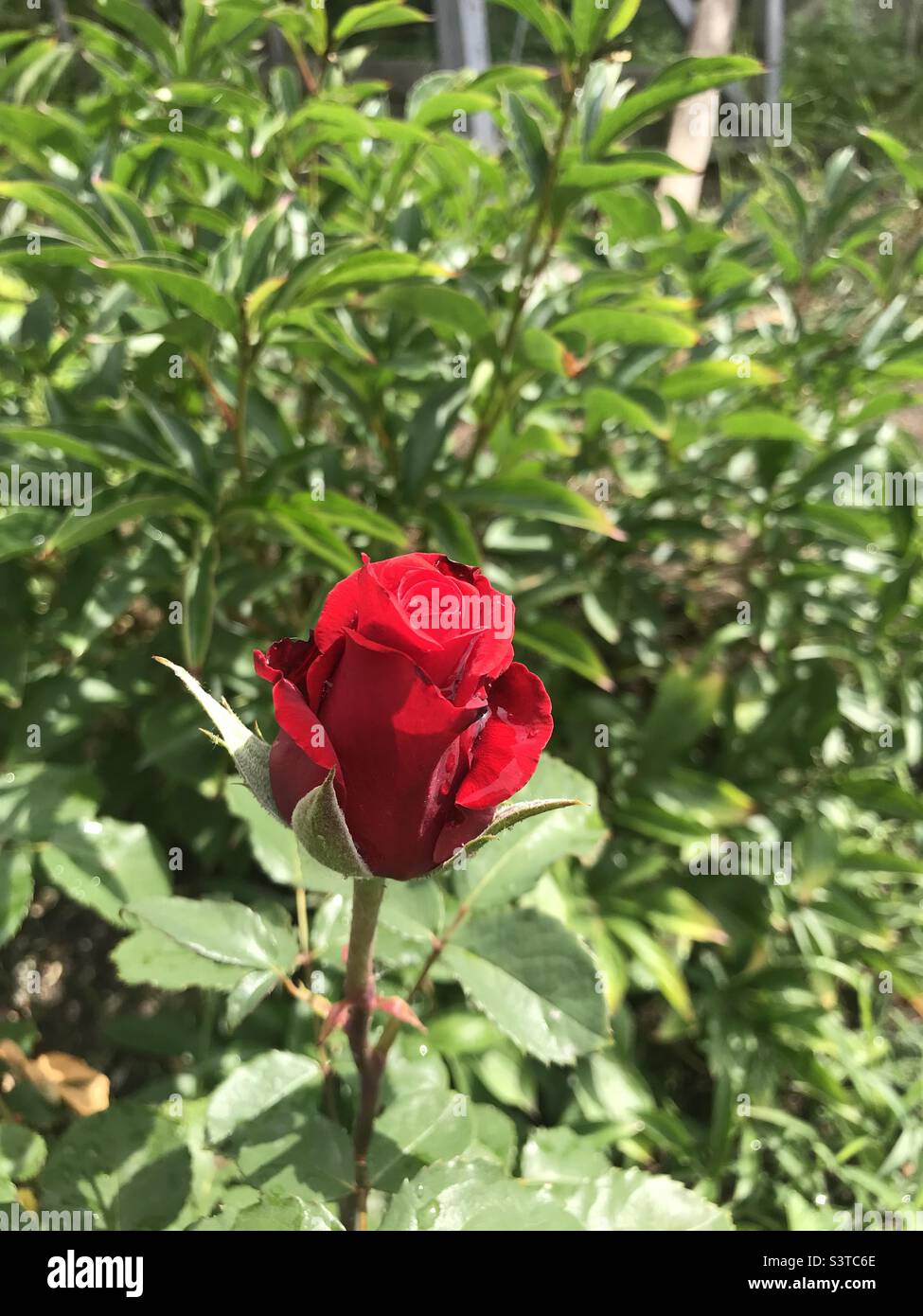 Nice flowers hi-res stock photography and images - Alamy