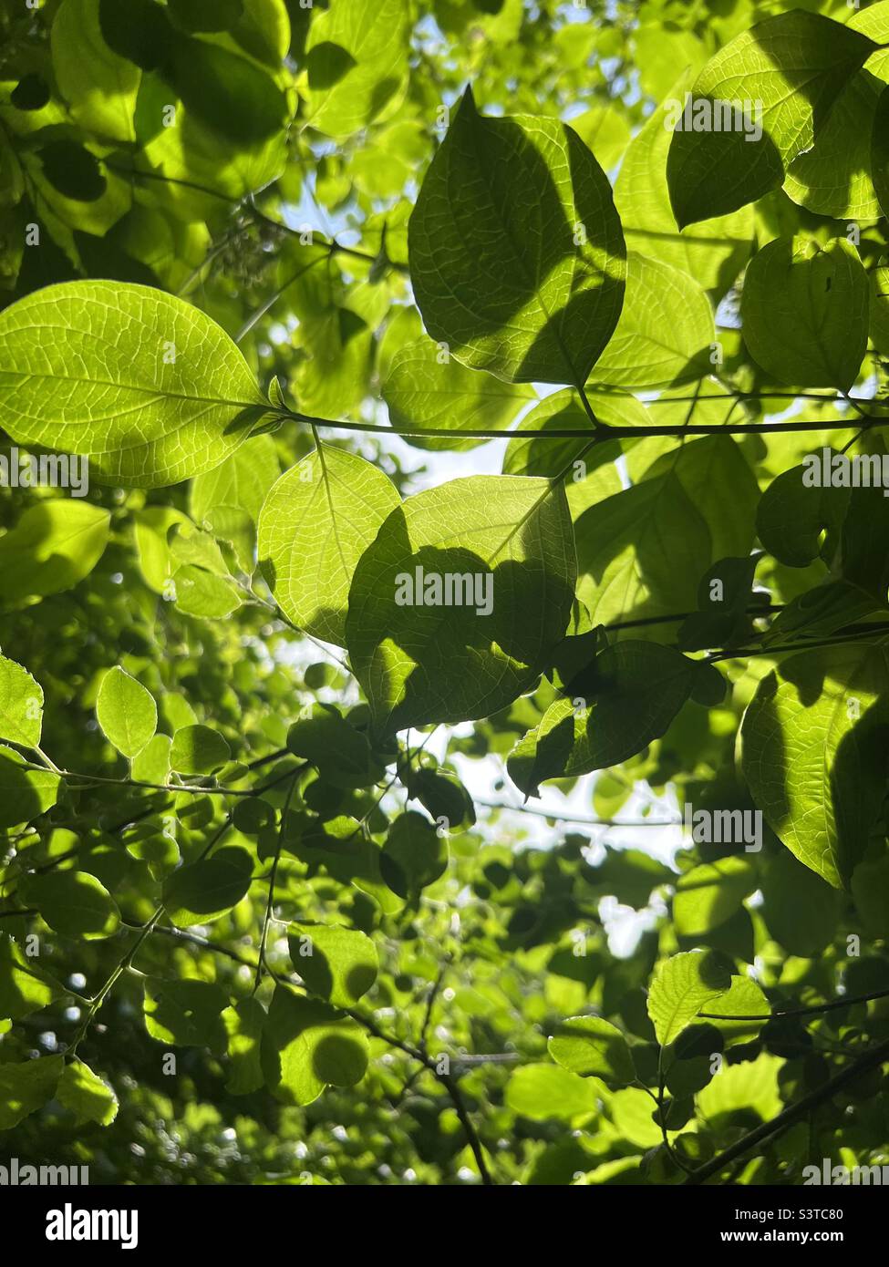 Leaves in the sun Stock Photo - Alamy