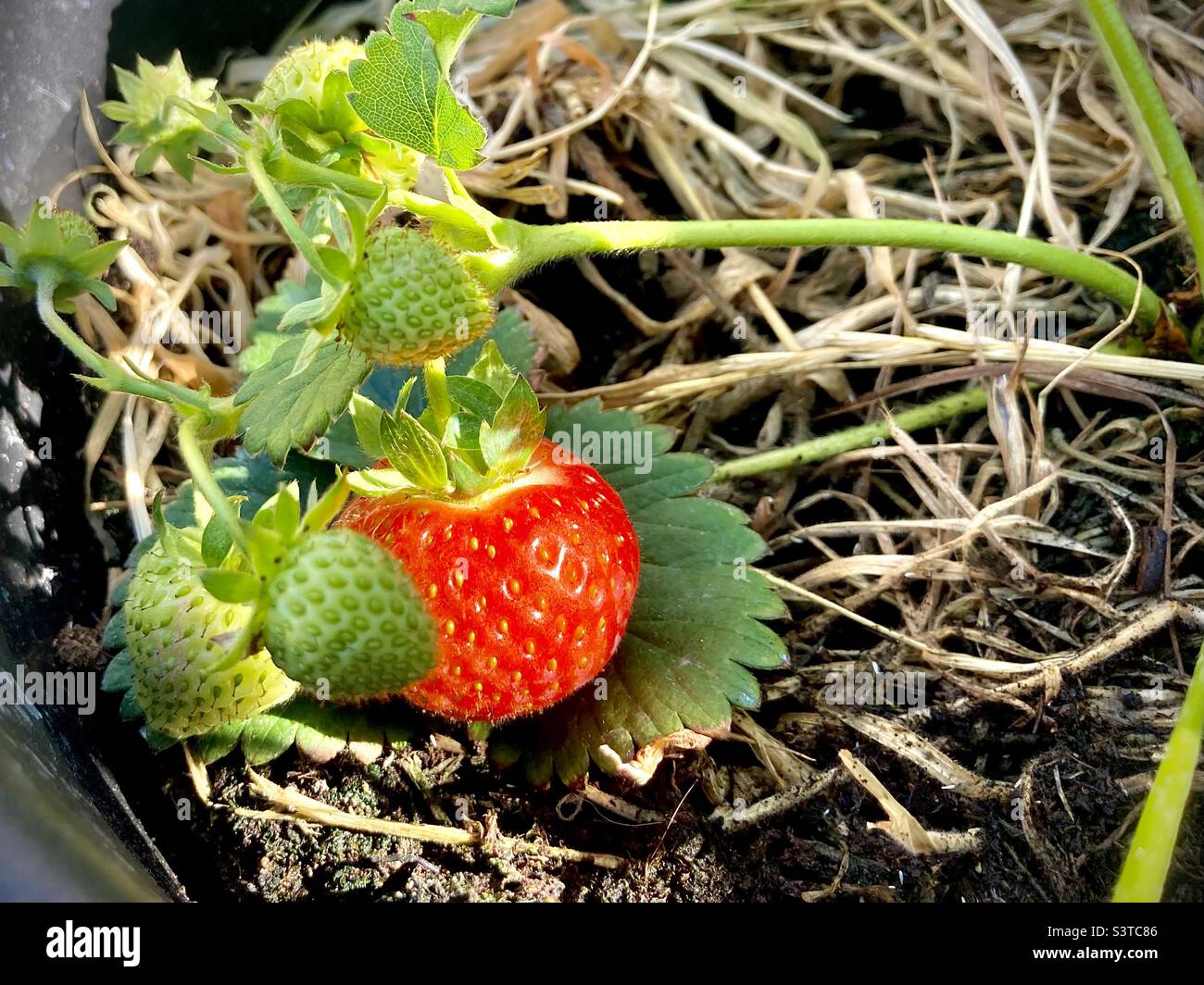 Strawberry ripening on the plant Stock Photo - Alamy