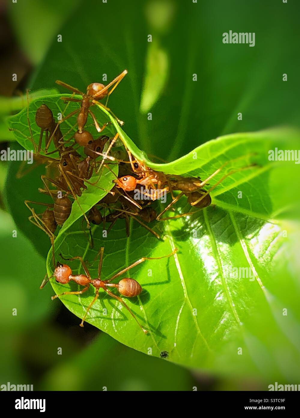 Amazing ants hi-res stock photography and images - Alamy