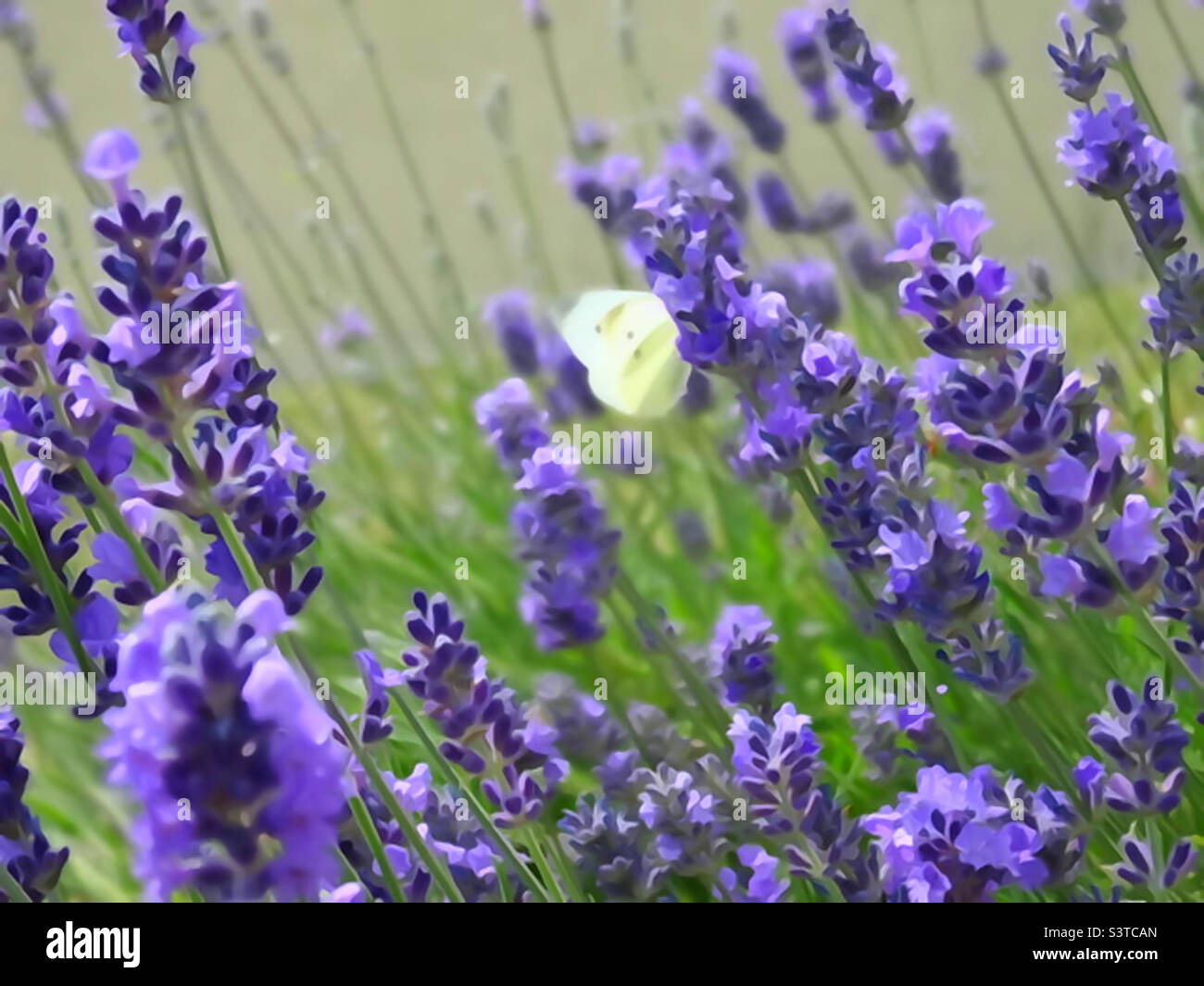 Lavander illustration hi-res stock photography and images - Alamy