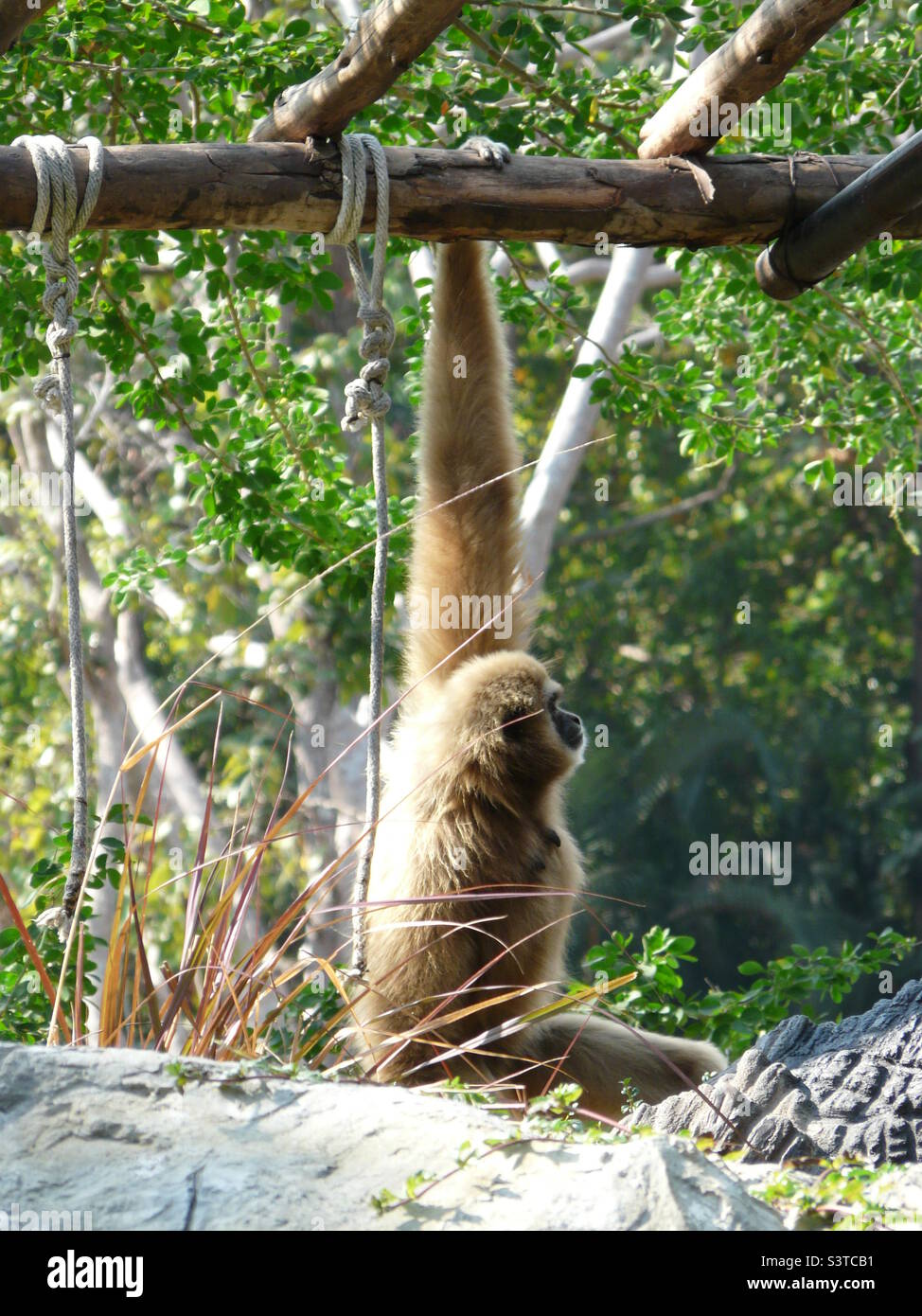 One gibbon suspended on the air under wood structure behind rock ...