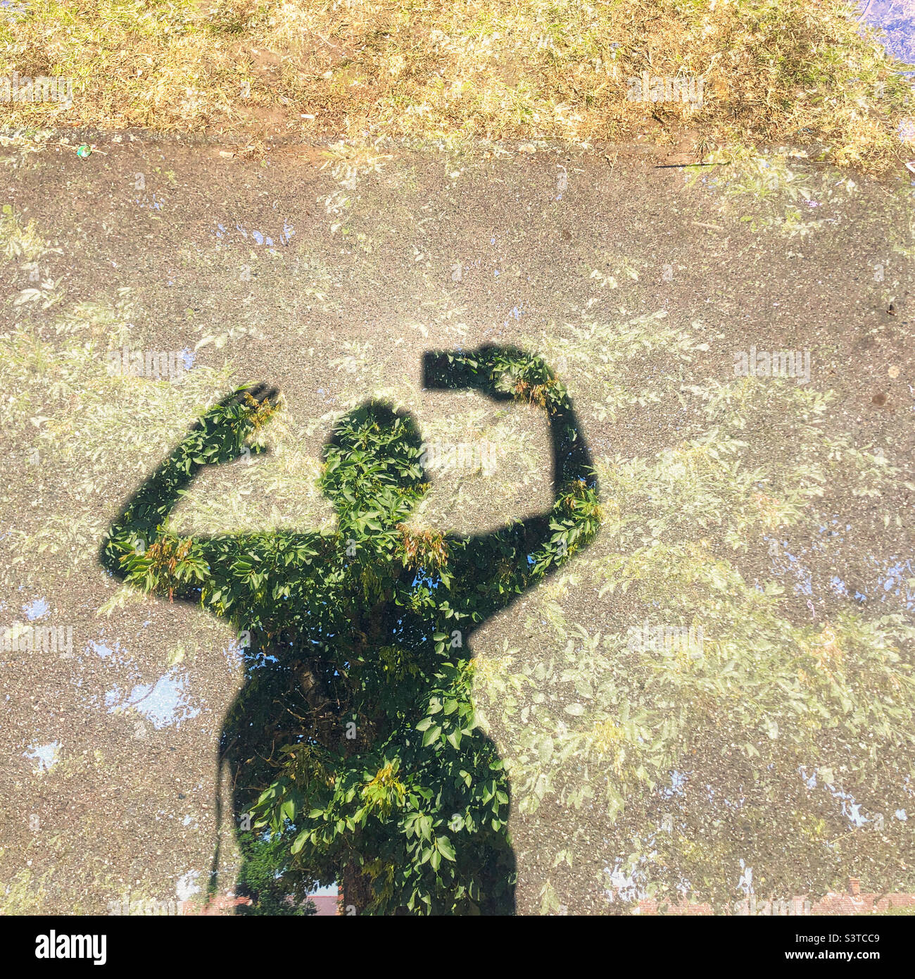 Multiple exposure image of a man’s shadow on grass Stock Photo - Alamy