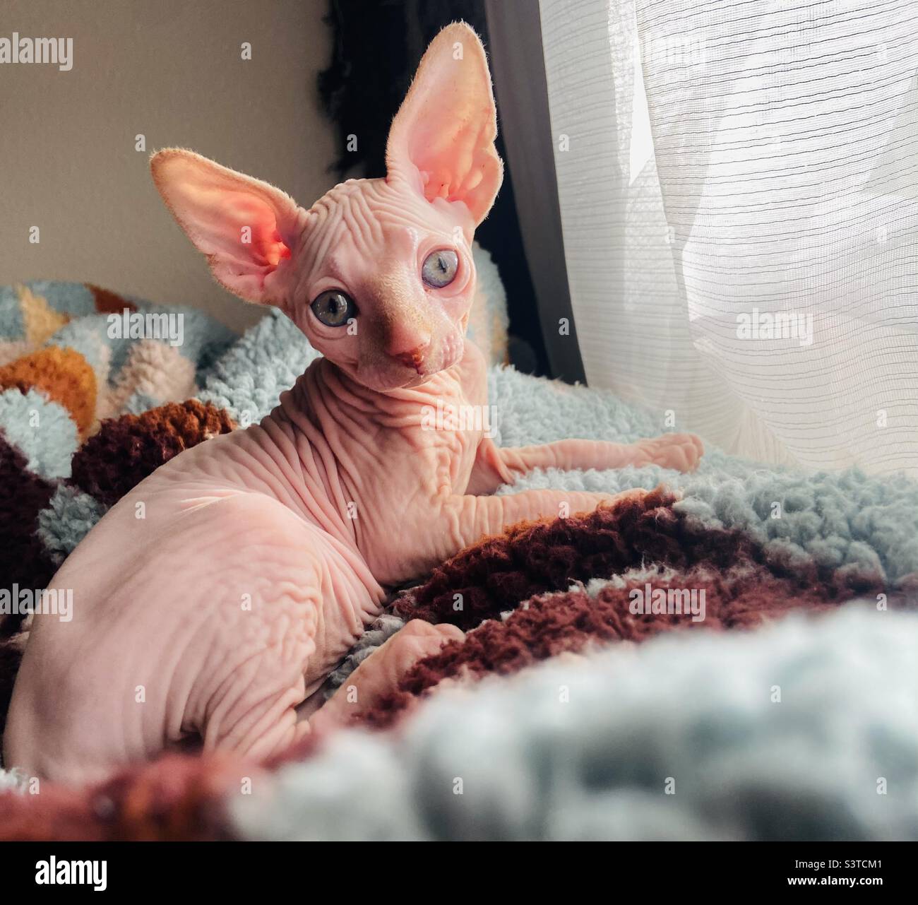 Hairless hi-res stock photography and images - Alamy