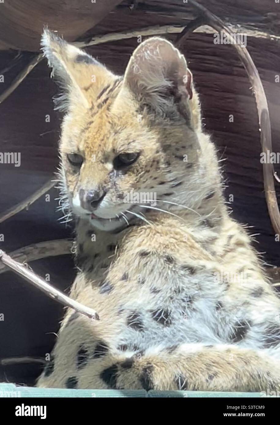 Your interrupting my nap Stock Photo - Alamy