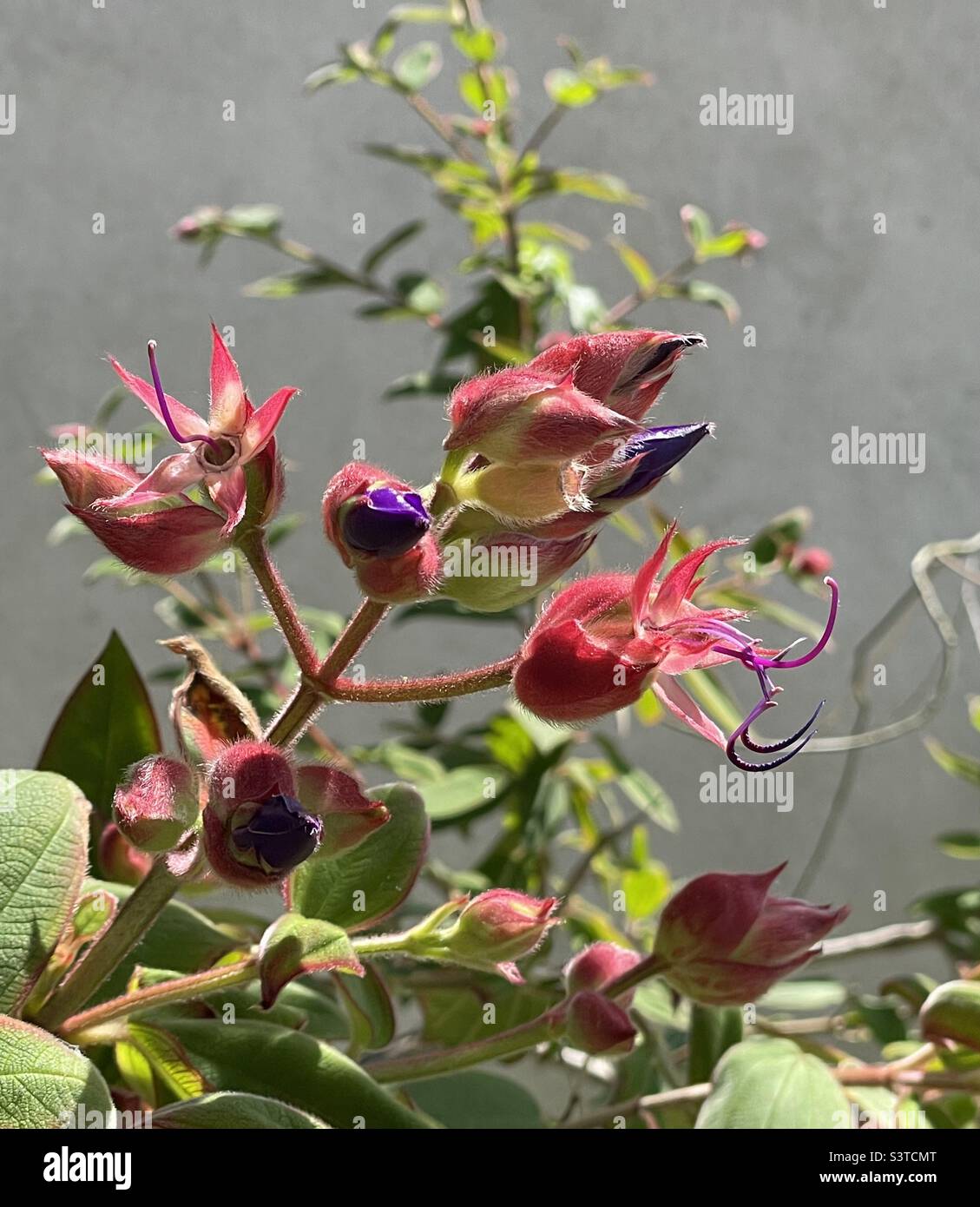 Princess bush hi-res stock photography and images - Alamy