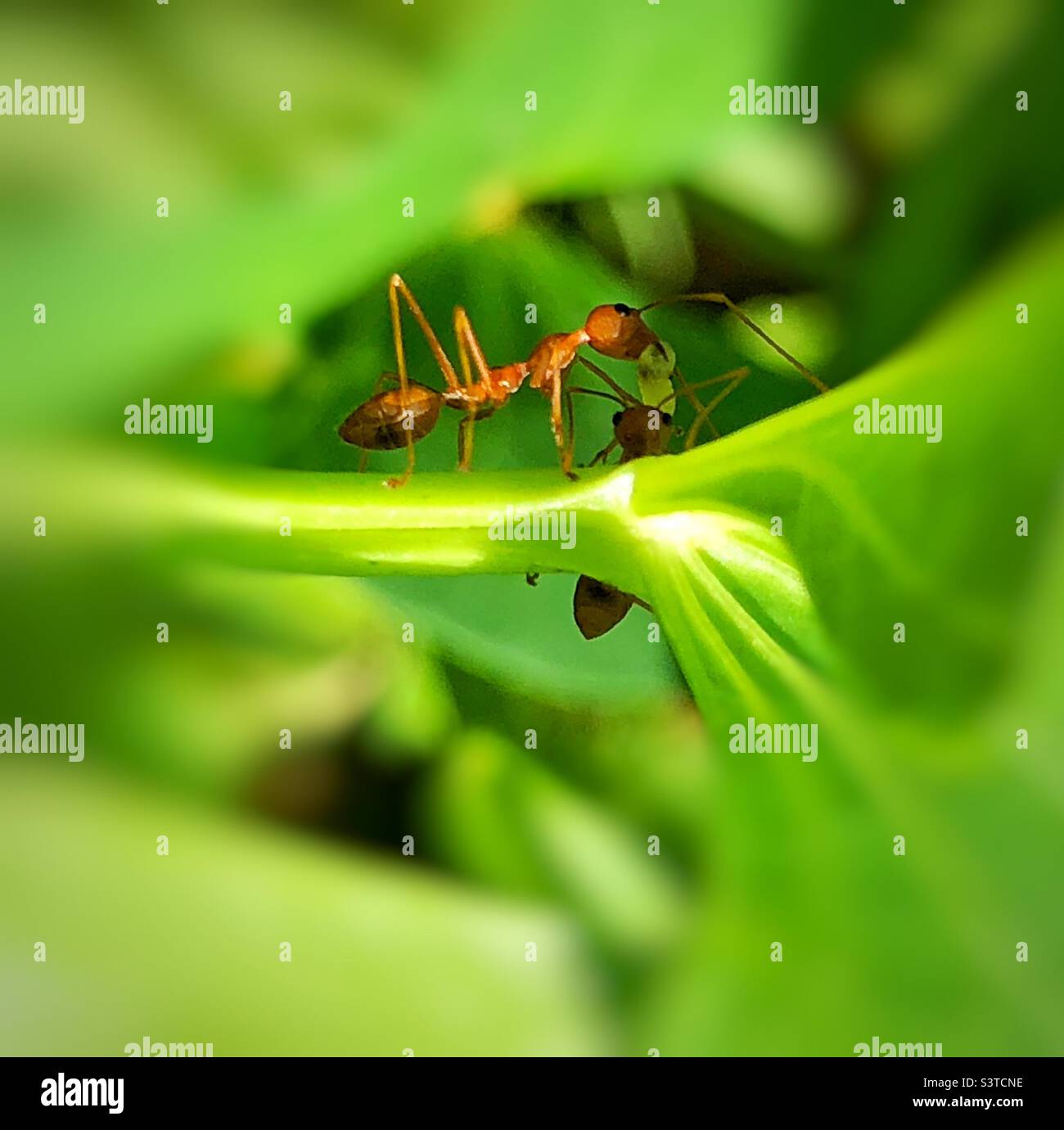 Egg ants hi-res stock photography and images - Alamy