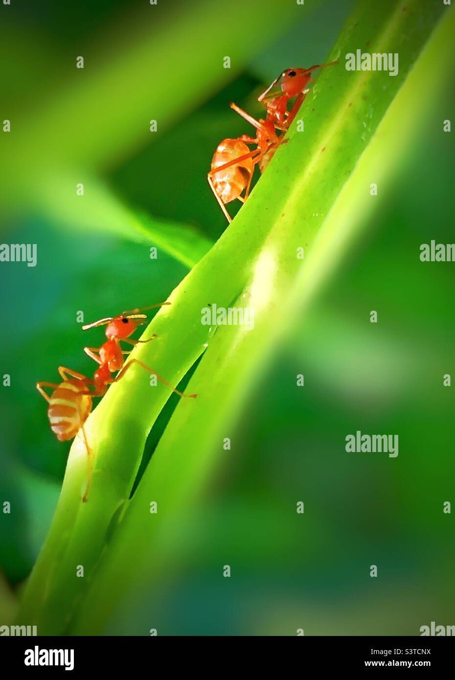 Pregnant insects hi-res stock photography and images - Alamy