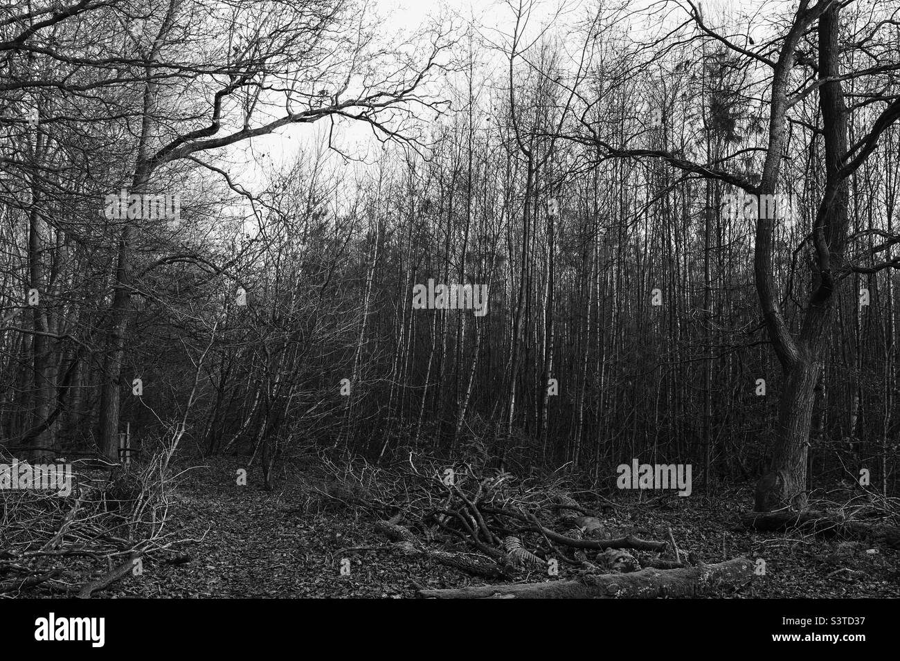 Leaning trees hi-res stock photography and images - Alamy