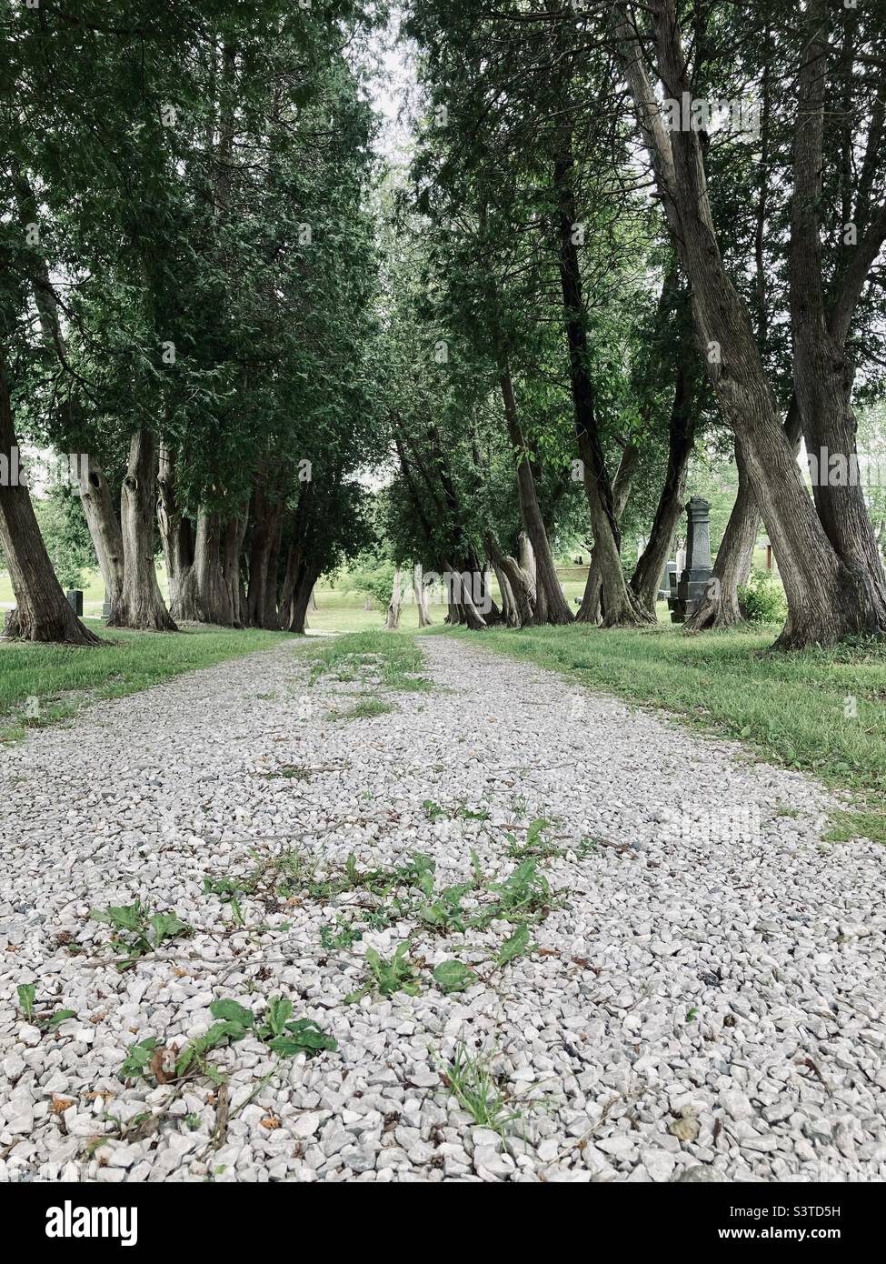 Trees tunnel hi-res stock photography and images - Alamy