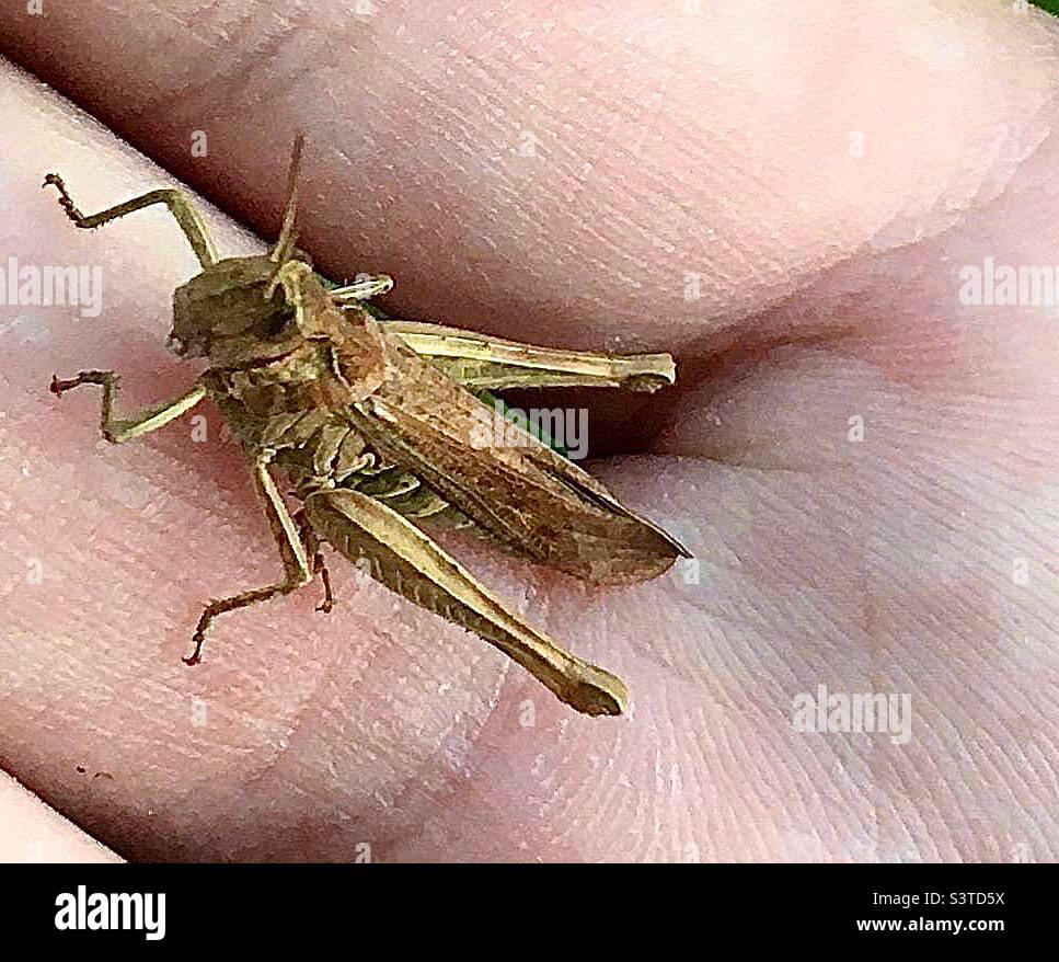 Fairly large grasshopper hi-res stock photography and images - Alamy