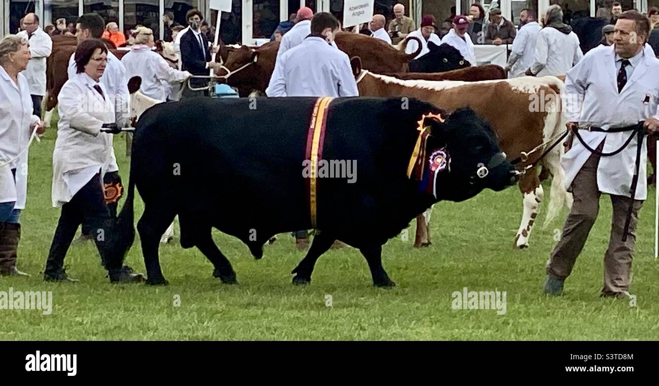 Cattle parade at three counties show 2022 Stock Photo - Alamy
