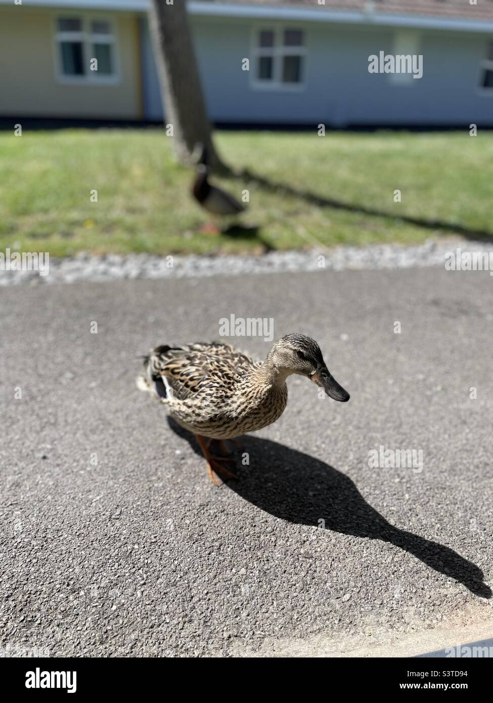 Lone duck hi-res stock photography and images - Alamy