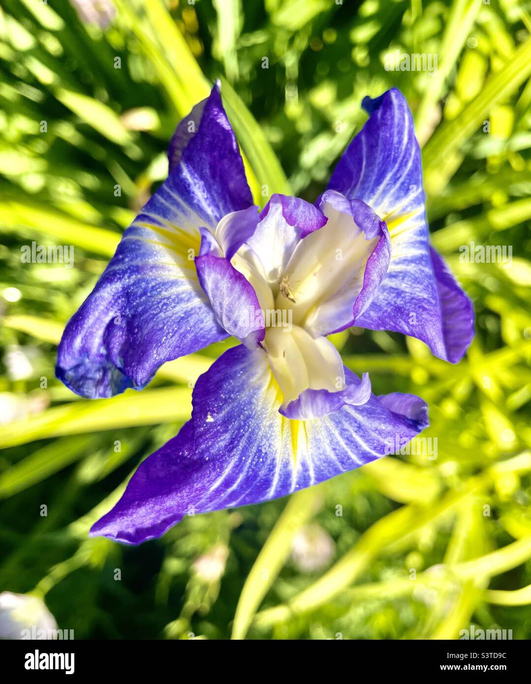 Japanese iris smartphone stock photos and images - Alamy