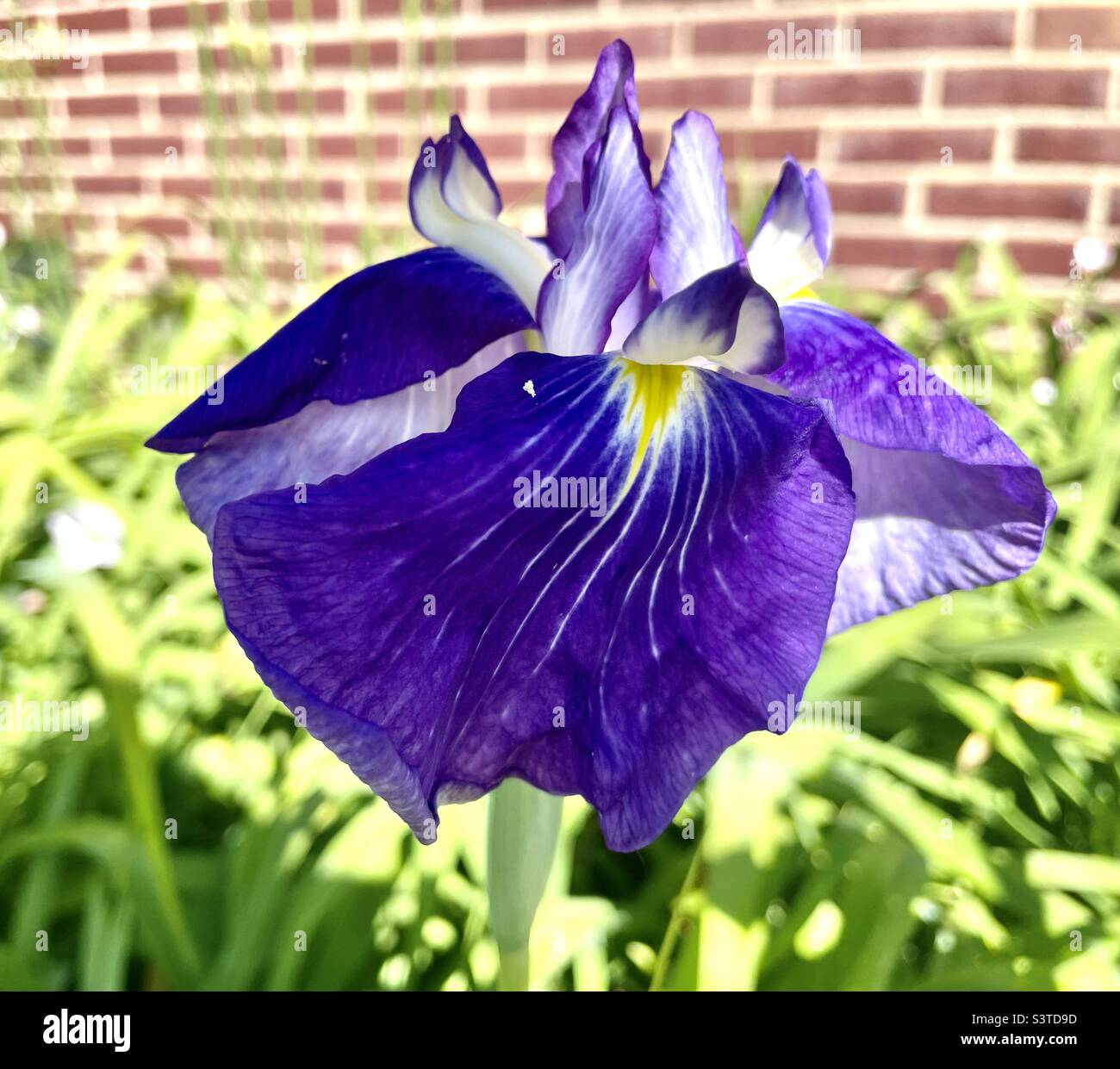 Japanese iris smartphone stock photos and images - Alamy