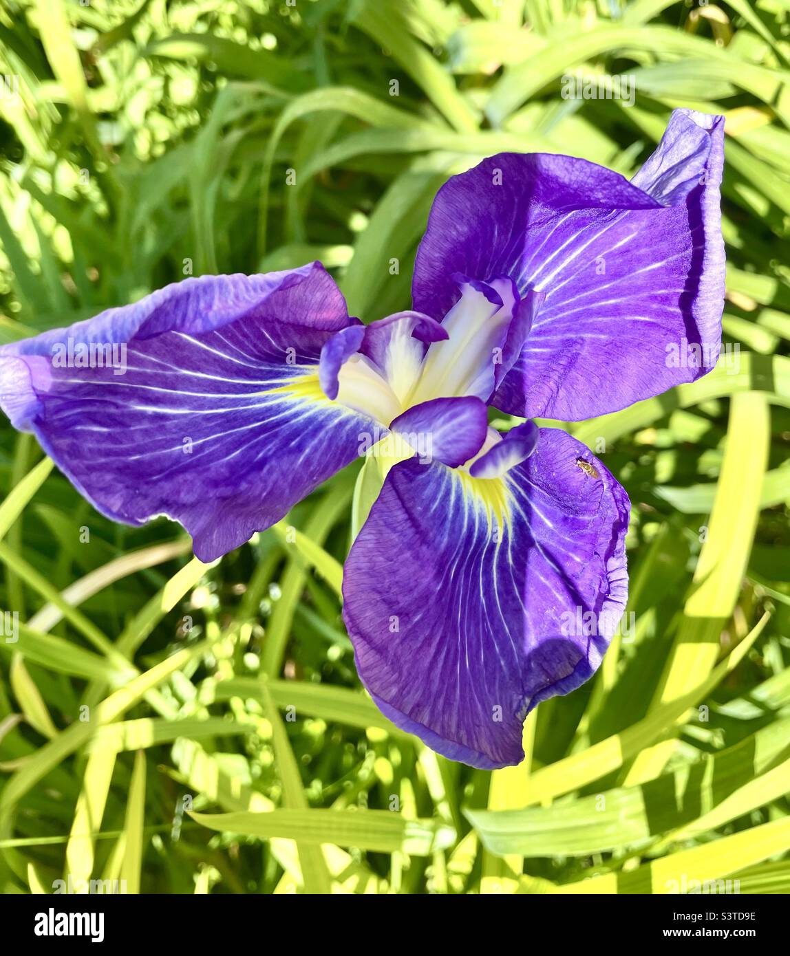Japanese iris hi-res stock photography and images - Alamy