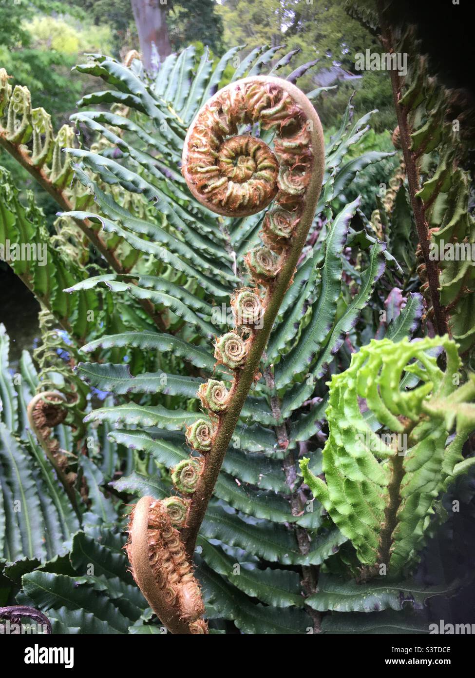 Fern, green, leaves, spiral, spirals, patterns, leaf, nature, three ...