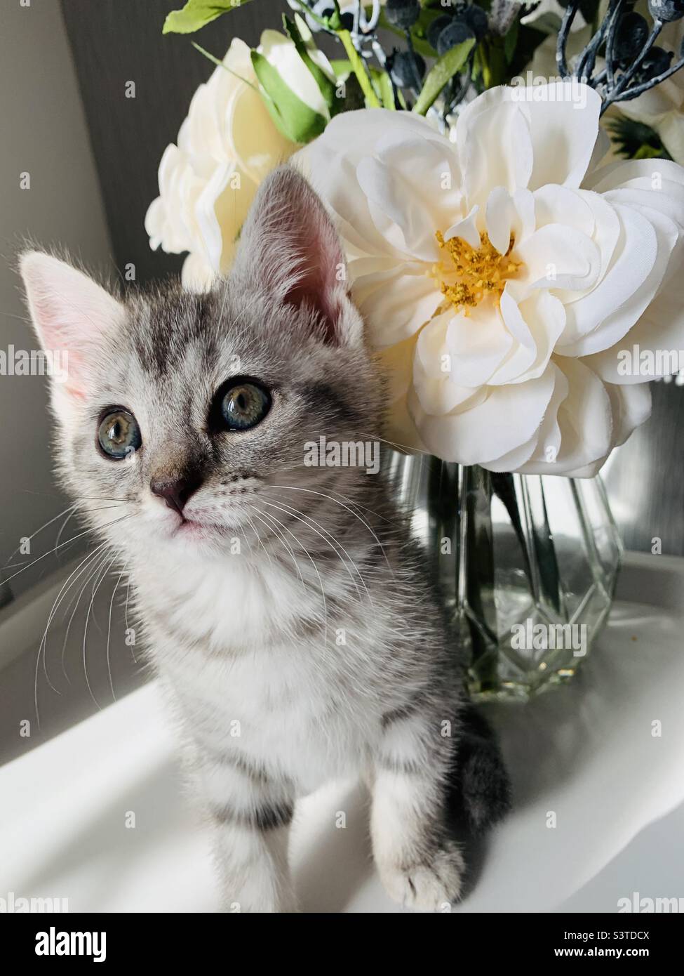 Kitty model hi-res stock photography and images - Alamy