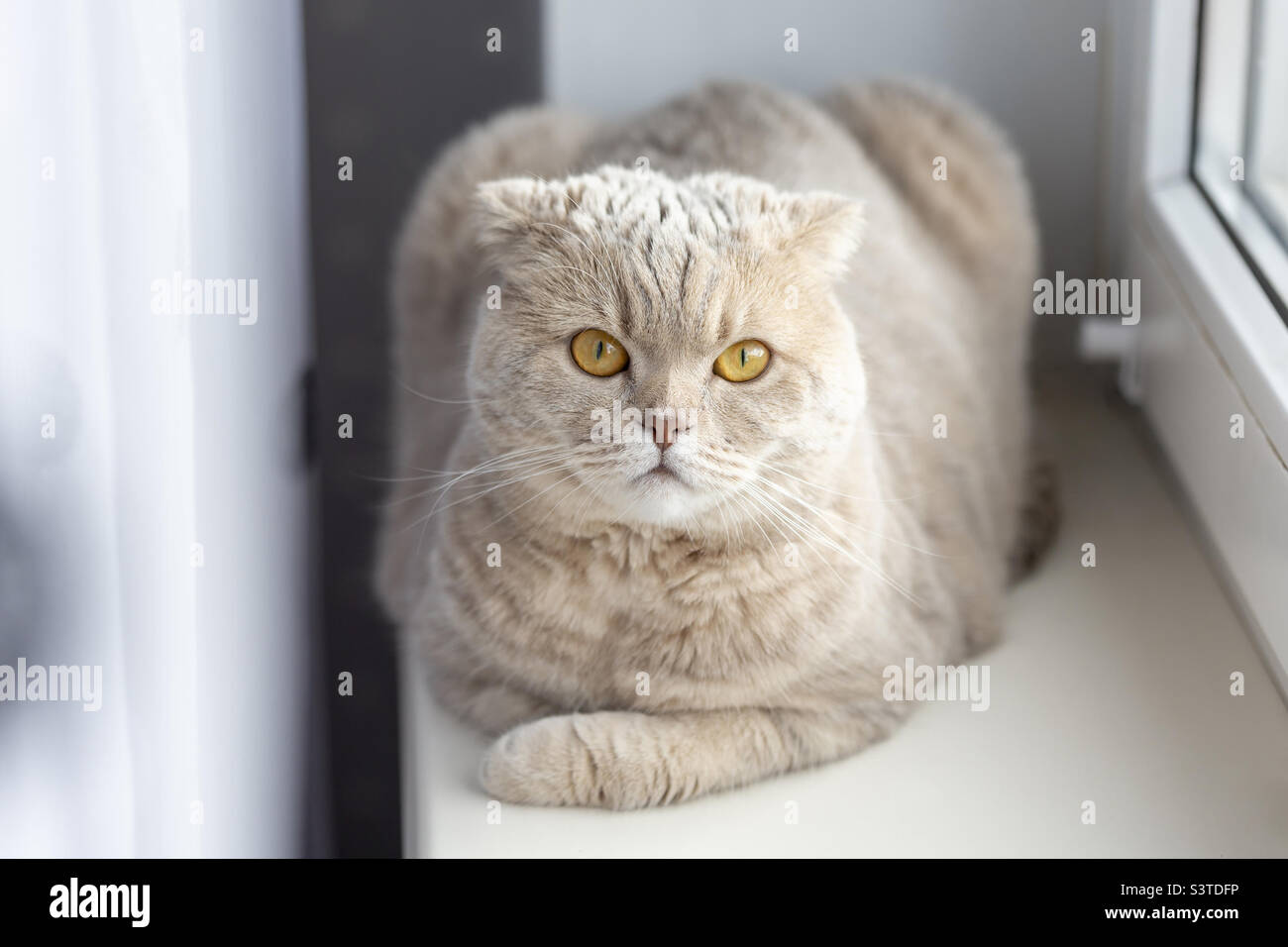 Cute grey cat at home. Animal portrait Stock Photo - Alamy