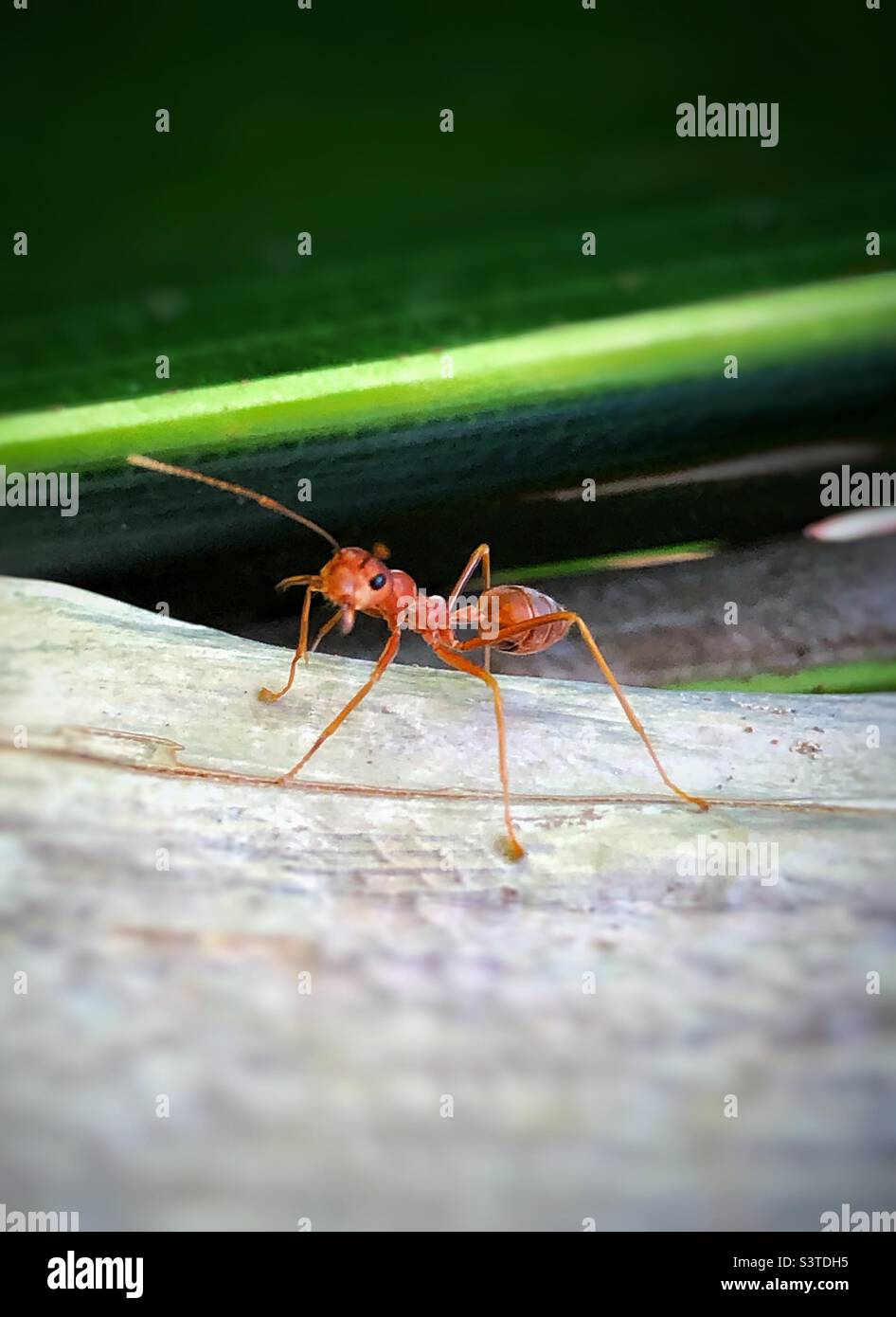 Ant on the coconut leaf Stock Photo - Alamy