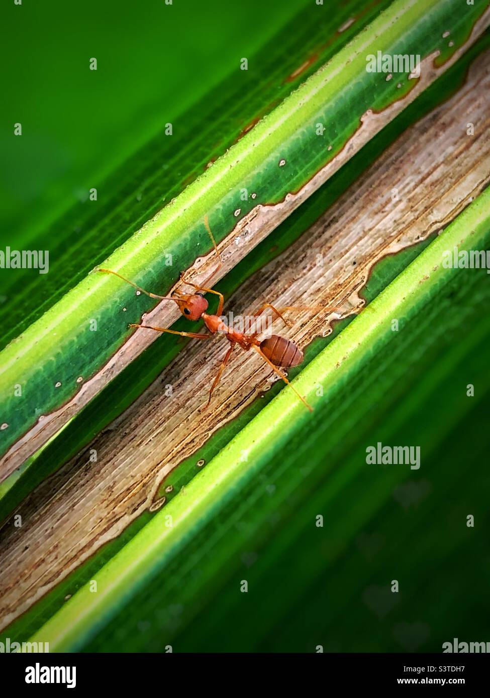 Coconut ant hi-res stock photography and images - Alamy