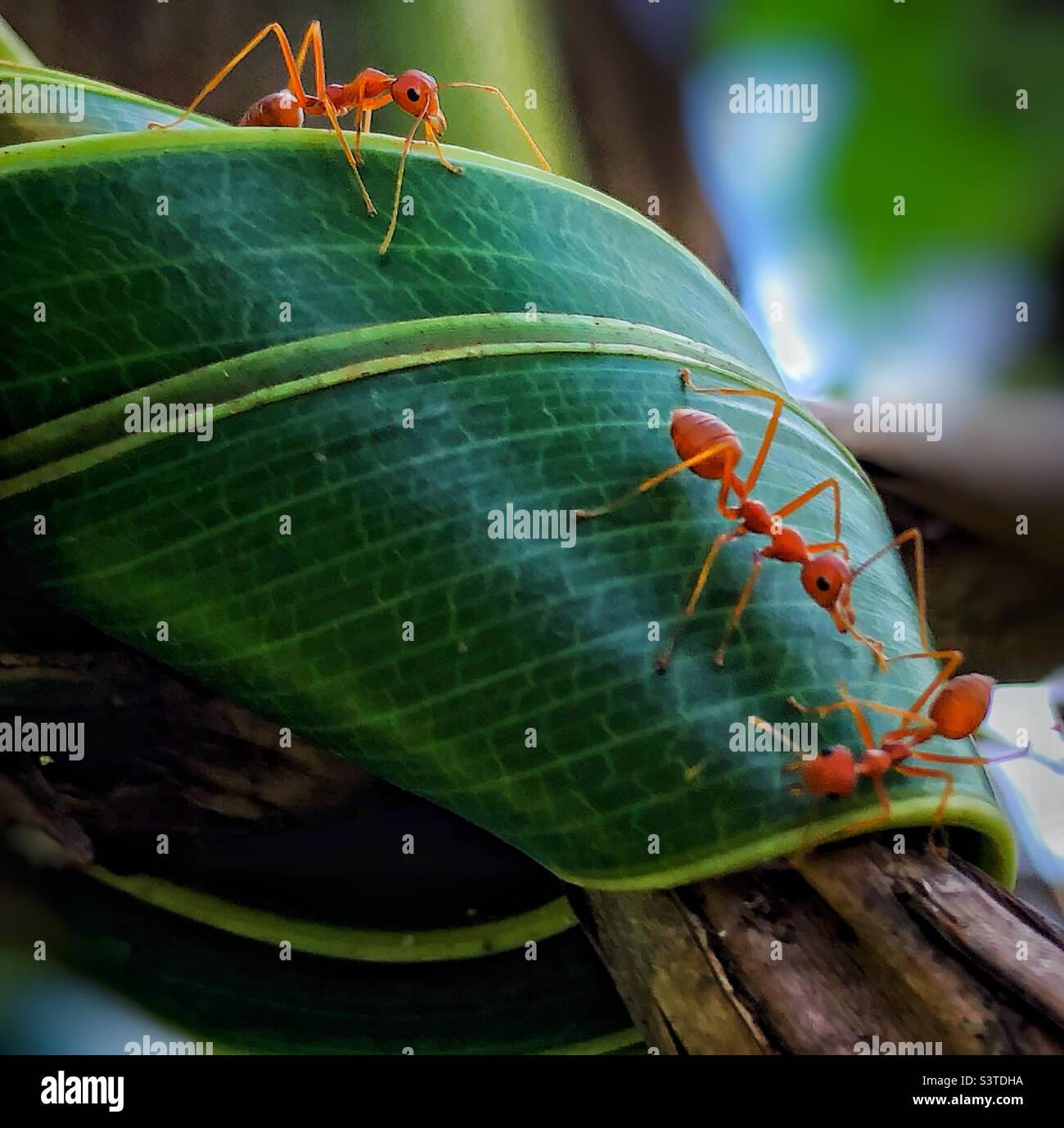 Coconut ant hi-res stock photography and images - Alamy