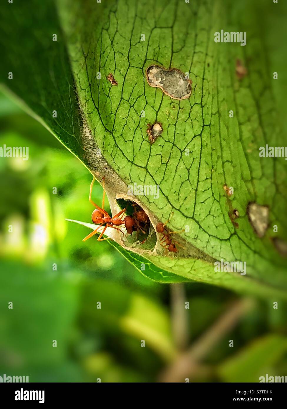 Ant nature hi-res stock photography and images - Alamy