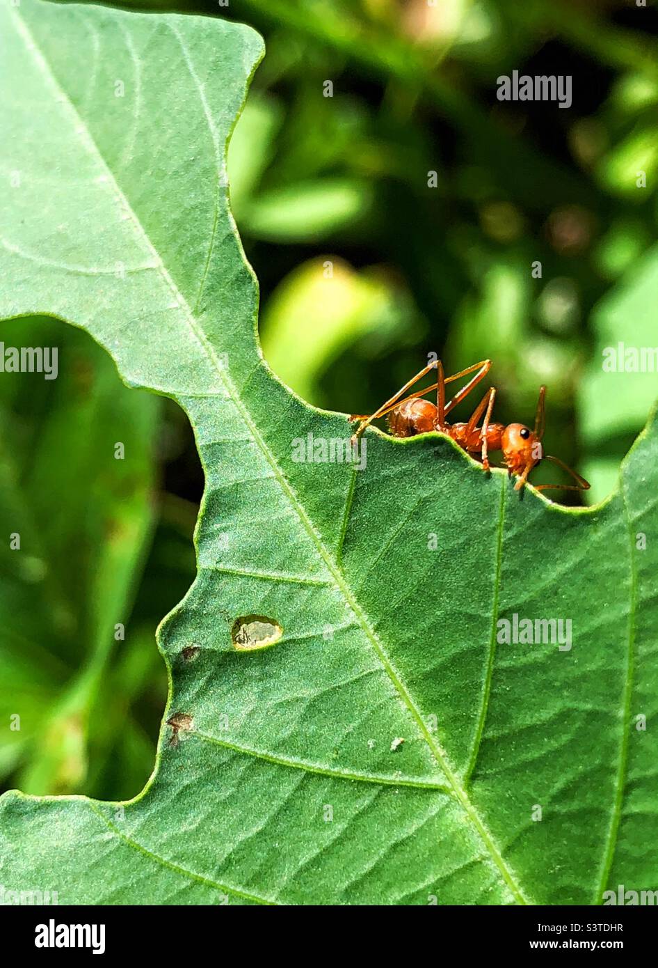 Eating green leaf hi-res stock photography and images - Alamy