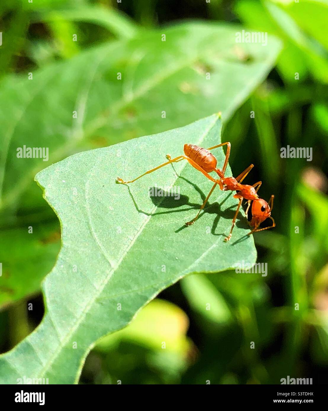 Eating green leaf hi-res stock photography and images - Alamy