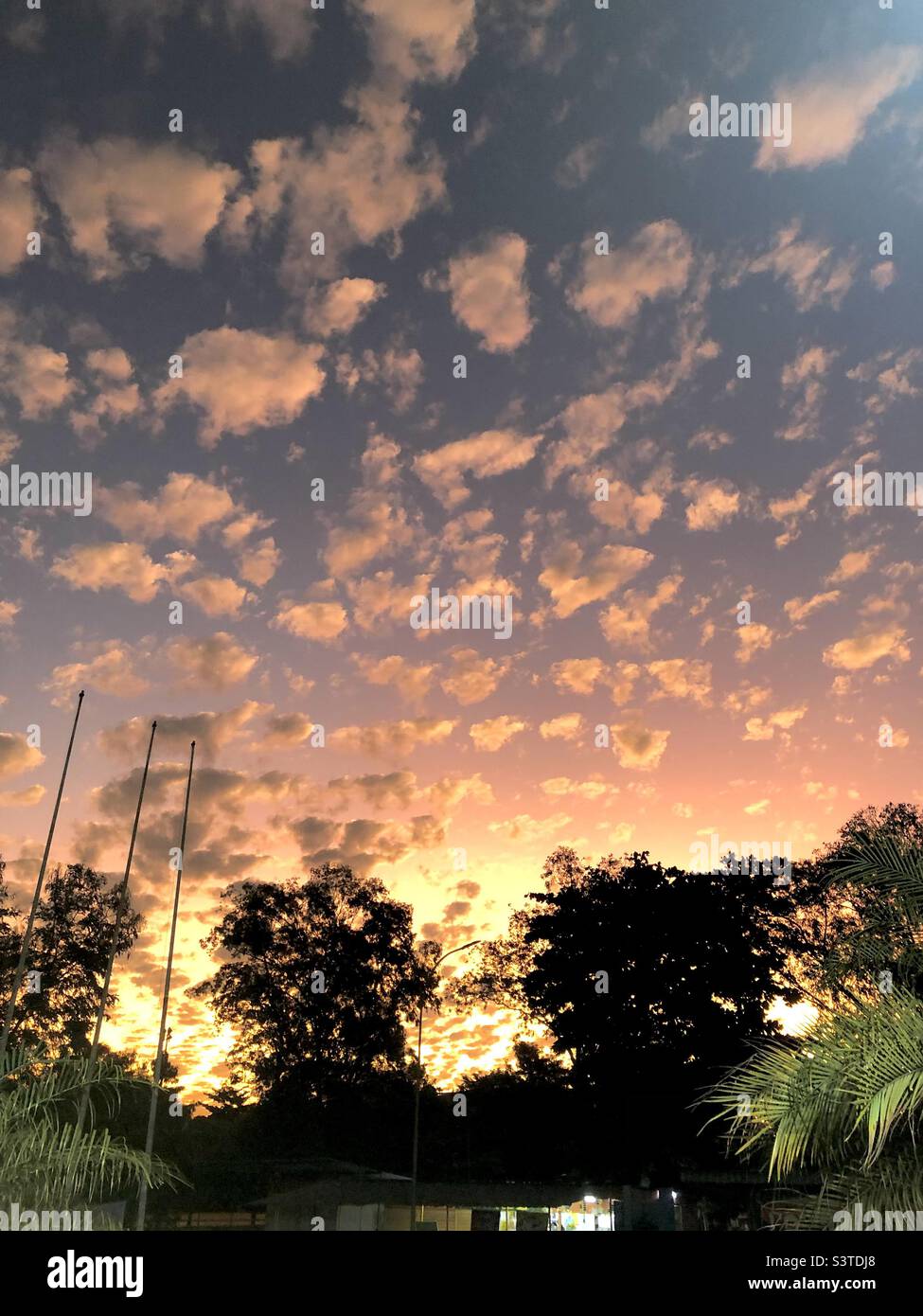 When tree meet the sunset. Overlapping in various shapes and how each ...