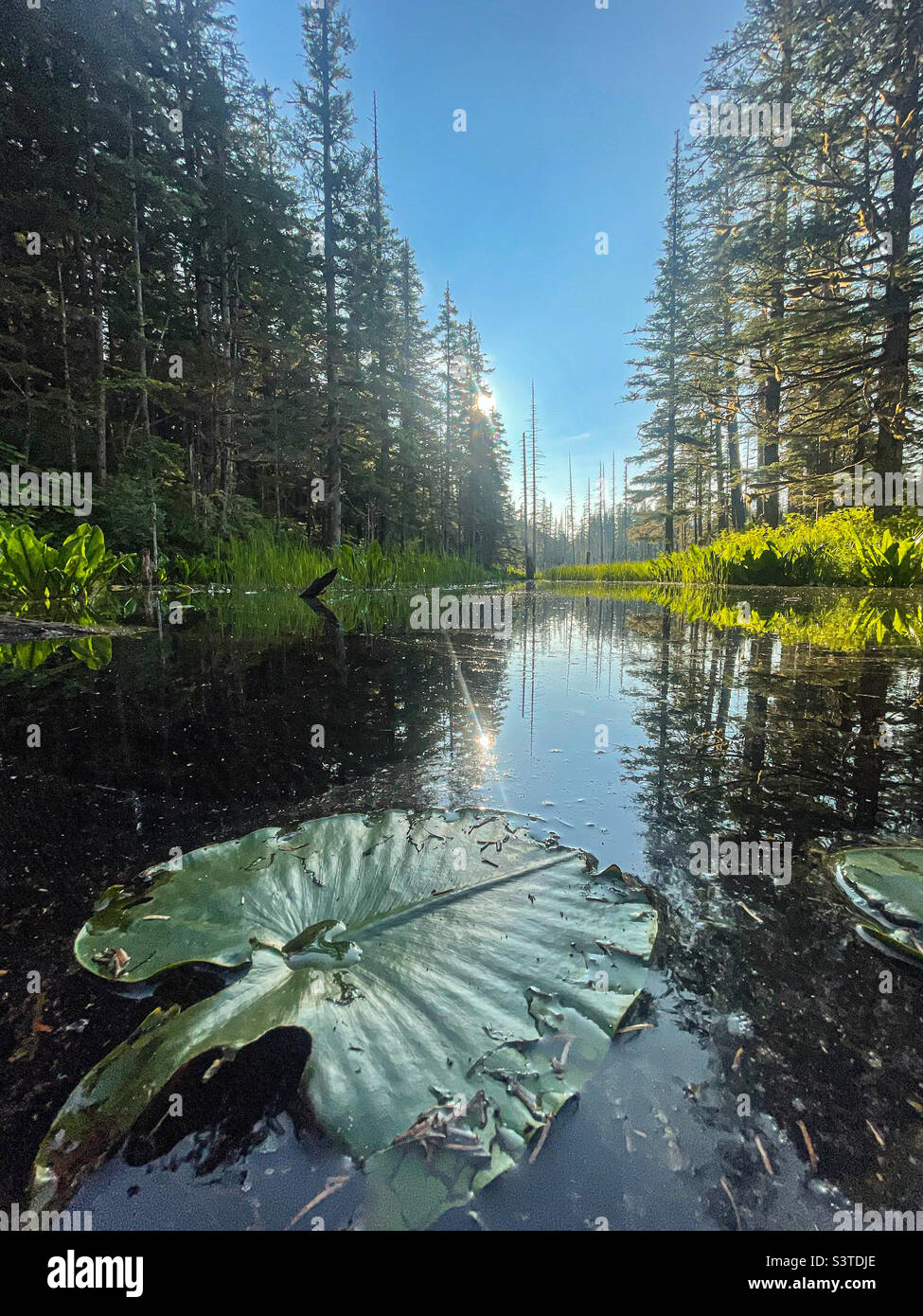 Alaskan rainforest hi-res stock photography and images - Alamy